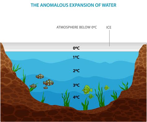 The Anomalous Expansion Of Water Or Anomalous Behavior Of Water