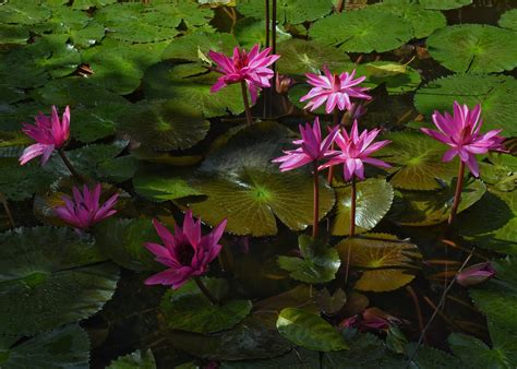 Lily Blossom Pink Free Photo On Pixabay Pixabay