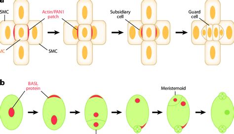Polarization And Asymmetric Division Of Stomatal Lineage Cells In Maize