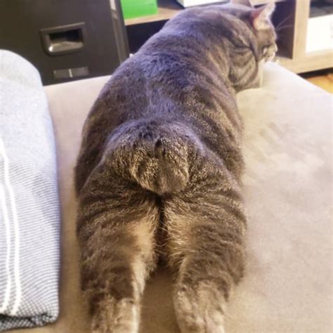 Look At My Stubby Tail R Cat