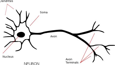 a simple biological neuron structure durofy business technology