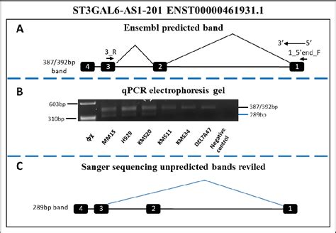 Figure 1 From The Relevance Of Long Non Coding Rna In The Biological And Clinical Heterogeneity