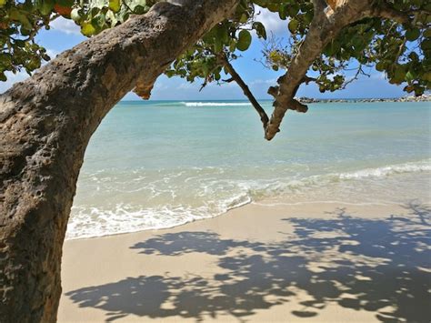 Premium Photo Tree On Beach