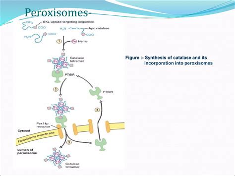 Protein Sorting And Targeting Ppt