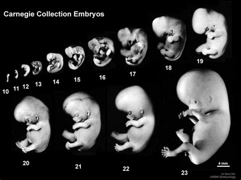 Embryonic Development Embryology