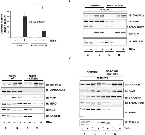 Figure 3 From Ikkγnemo Localization Into Multivesicular Bodies Semantic Scholar