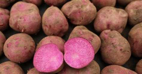 제주 농산물도 ‘색다르게빨간 감자·검은 무·붉은 과육 용과