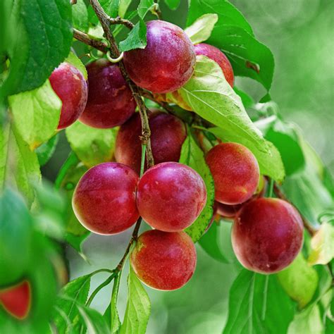 Plum Trees For Sale