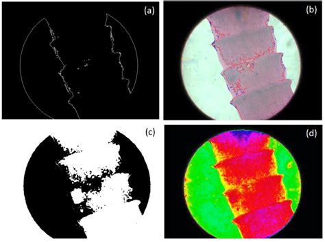 Analysis Of Tape Worm Scolex Wm A Morphological Analysis B