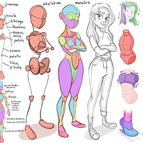 Basic anatomy for character design. I just love the tutorials of ...