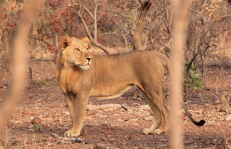 Wild Loin West