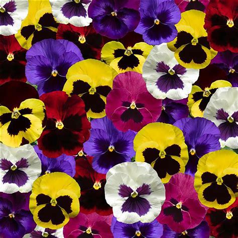 Pansy Delta™ Premium Blotch Mix Johnson Nursery
