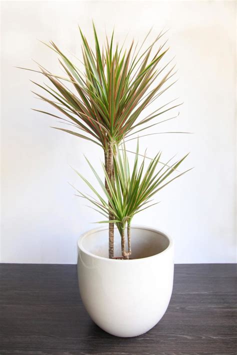 10 Plantas Para Interiores De Oficina Xtreme Clean