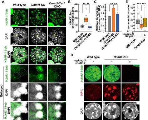 The Critical Role Of Prc1 In The Chromosome Clustering In The Dna Download Scientific Diagram