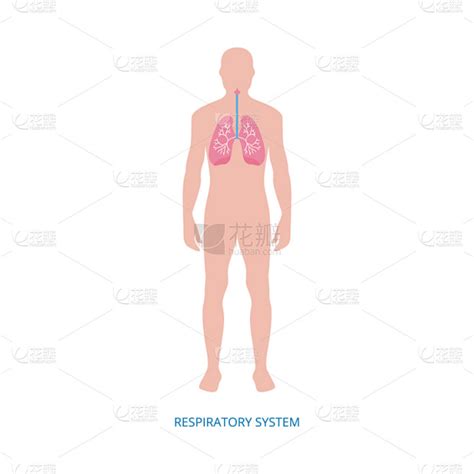人类肺脏卡通图表男人粉色呼吸系统生物学有序健康保健