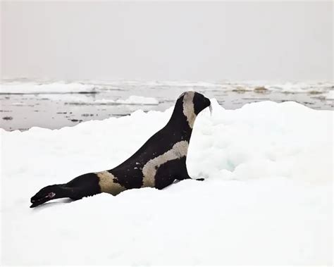 Ribbon Seal Facts Diet Habitat And Pictures On Animaliabio