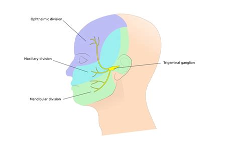 Trigeminal Neuralgia Symptoms And Treatment Qoctor Your Online Doctor