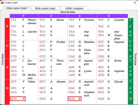 Codon Chart Bioninja At Sharon Cordero Blog