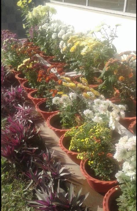 8 Best Plant Nurseries In Guwahati • India Gardening