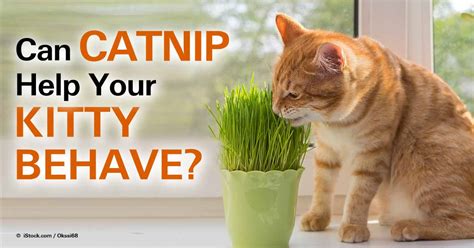 Why Do Cats Go So Crazy For Catnip