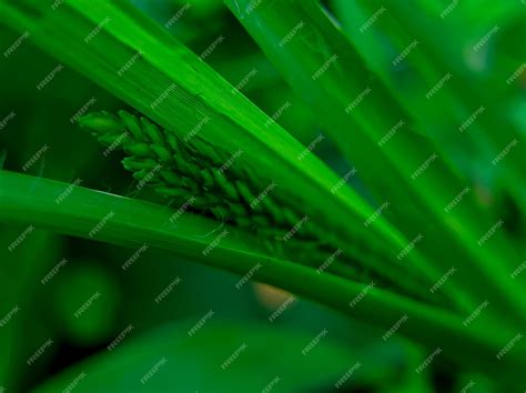 Premium Photo Fresh Green Straw Grass Weed