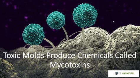 What Are The Most Dangerous Mold Types To Your Health Dr Hagmeyer