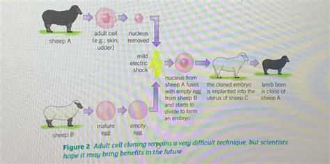 Biology 146 Adult Cell Cloning Flashcards Quizlet