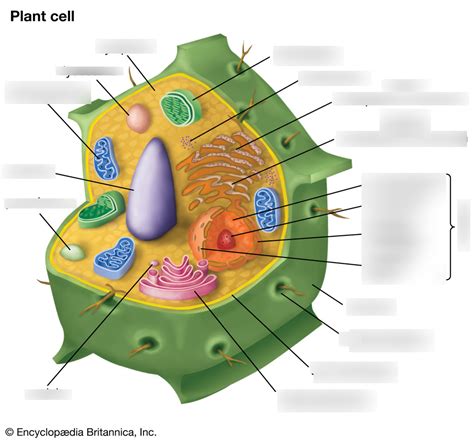 Plant Cell Diagram Quizlet