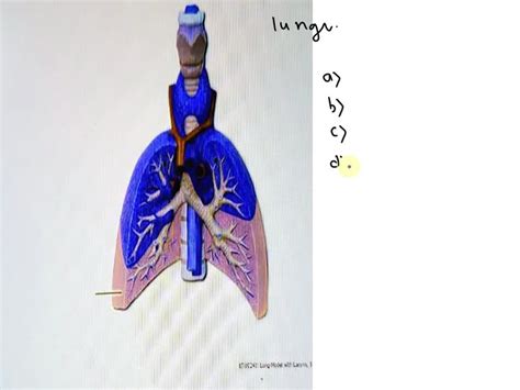 Solved Which Lobe Of The Lung Is Highlighted Inferior Quadrate
