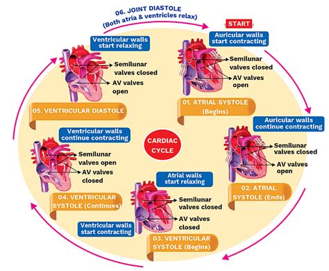 Cardiac Cycle Phases Definition Systole And Diastole