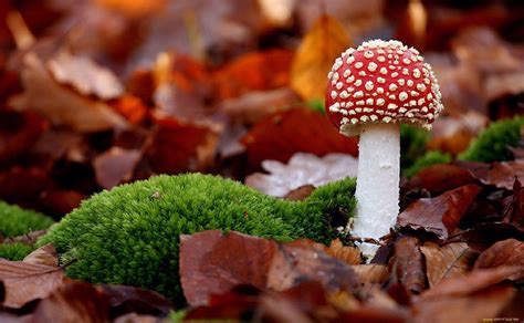 Cute Mushroom Wallpapers Top Free Cute Mushroom Backgrounds