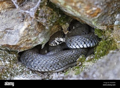 Ringelnatter Natrix Natrix Schlange Serpente Natter Foto Stock Alamy