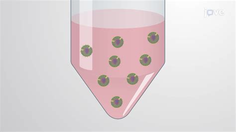 Generating Recombinant Live Attenuated Influenza Viruses For Vaccines