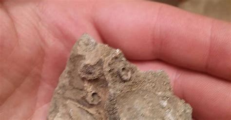 Some Fossils And Flint Ive Found All In Northeast Ohio Album On Imgur