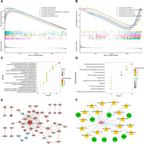 Tumor Microenvironment