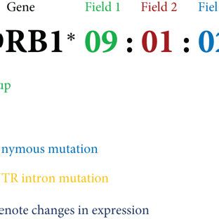 HLA Molecule Nomenclature With Information Between Prefix HLA And Download Scientific Diagram