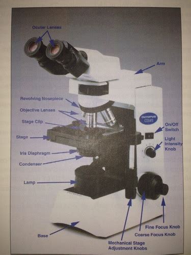 Chapter Observing Microorganisms Through A Microscope Flashcards Quizlet