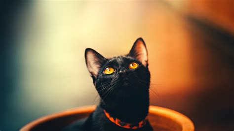 Обои черная кошка бомбейская кошка котенок кот кошачьих Full Hd