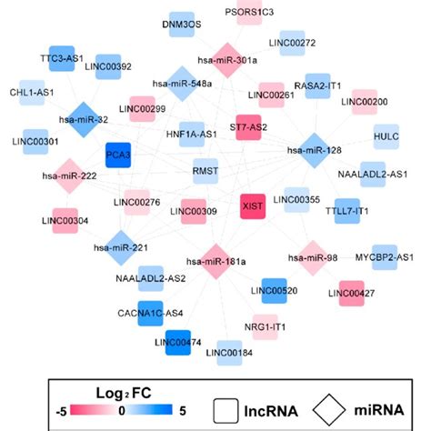 the long non coding rna lncrna microrna mirna regulatory network