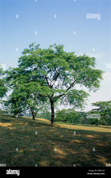Gleditsia Triacanthos Skyline Honey Locust Tree Growing In
