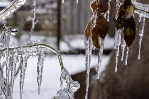 Frozen In The Ice Tree Branches Close Up Stock Photo Image Of December Cold