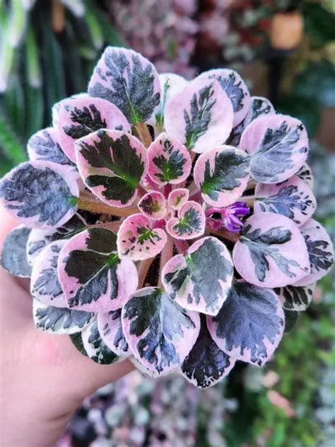 Purple Passion Plant Care And Grow Guide Artofit