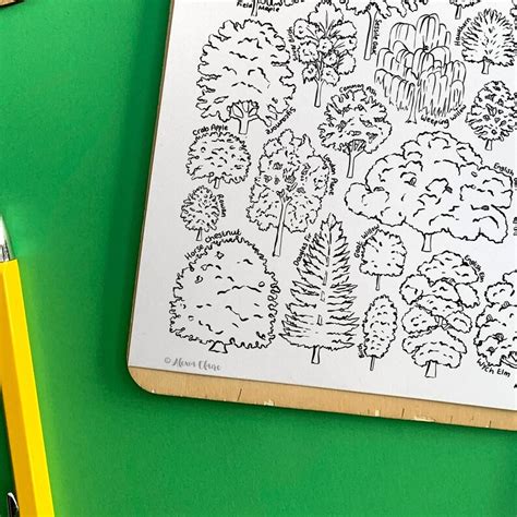 Trees Species Colouring In Sheet Educational Tree Printable Etsy