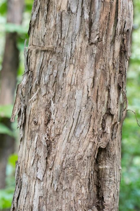 Tree Trunk Bark Pattern Texture Stock Image Image Of Blue Brown 127193403