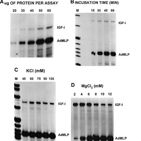 Optimization Of Assay Conditions In Vitro Transcription Assays Were