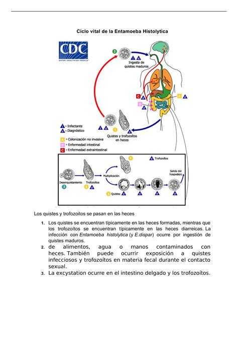 Ciclo De Vida Da Entamoeba Histolytica Resumo De Entamoeba