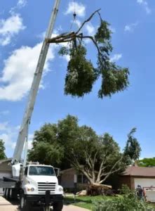 Tree Storm Cleanup Abilene TX Emergency Tree Service