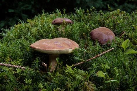 30 Free Dick Miffy Photos Pixabay