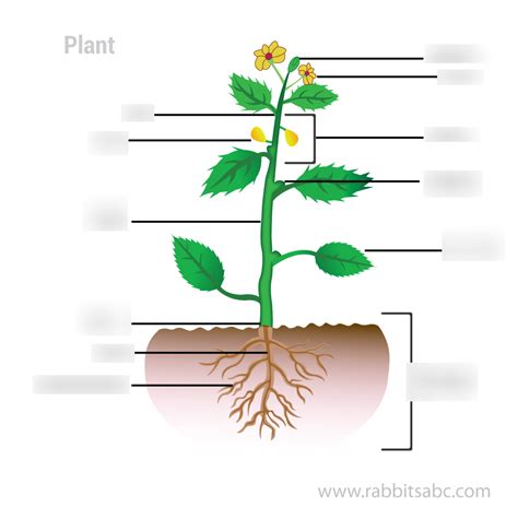 Plant Roots And Structure Diagram Quizlet