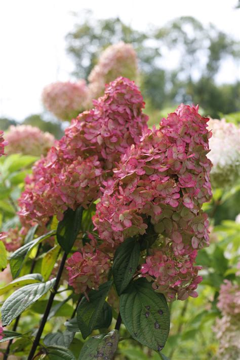 Fire Light® Panicle Hydrangea Hydrangea Paniculata Proven Winners